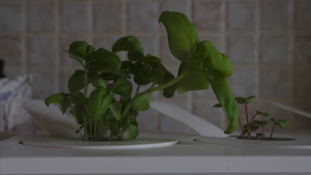 Timelapse Plant HD - YouTube