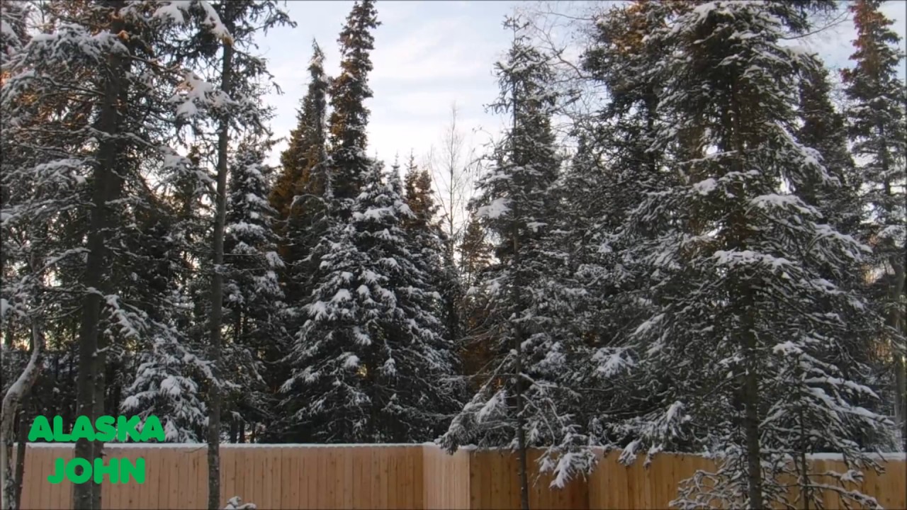 ALASKA BACKYARD - Anchorage - January 14th 2017 - YouTube