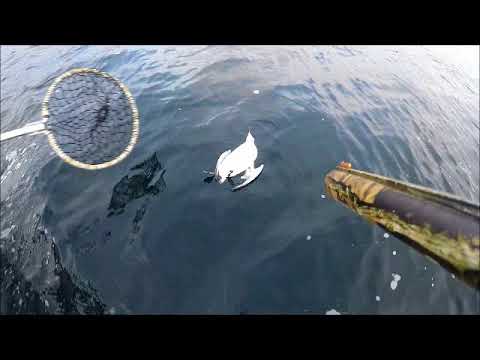 Turr hunting trip in placetia bay - YouTube