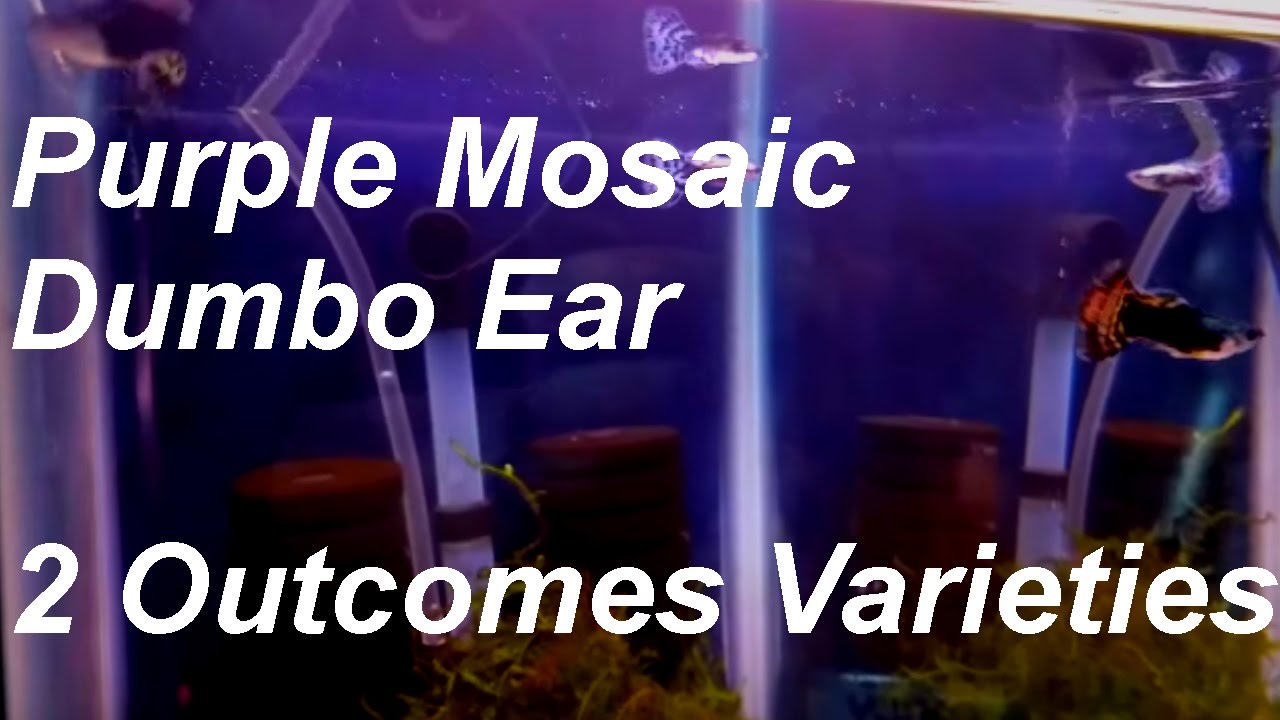 Purple Mosaic Dumbo Ear - 2 Outcomes Varieties - YouTube