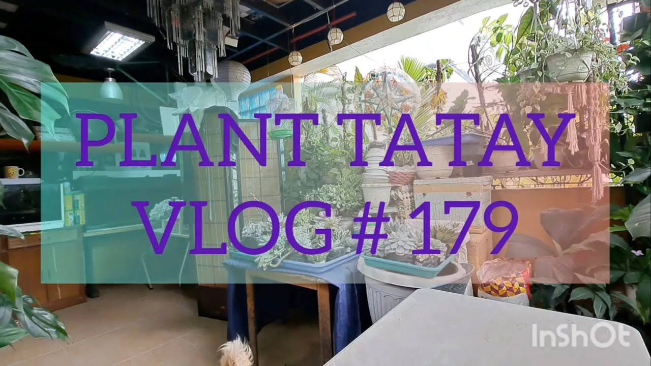 PLANT TATAY VLOG # 179: PLANTING TIME for new plant hauls including 2 ...