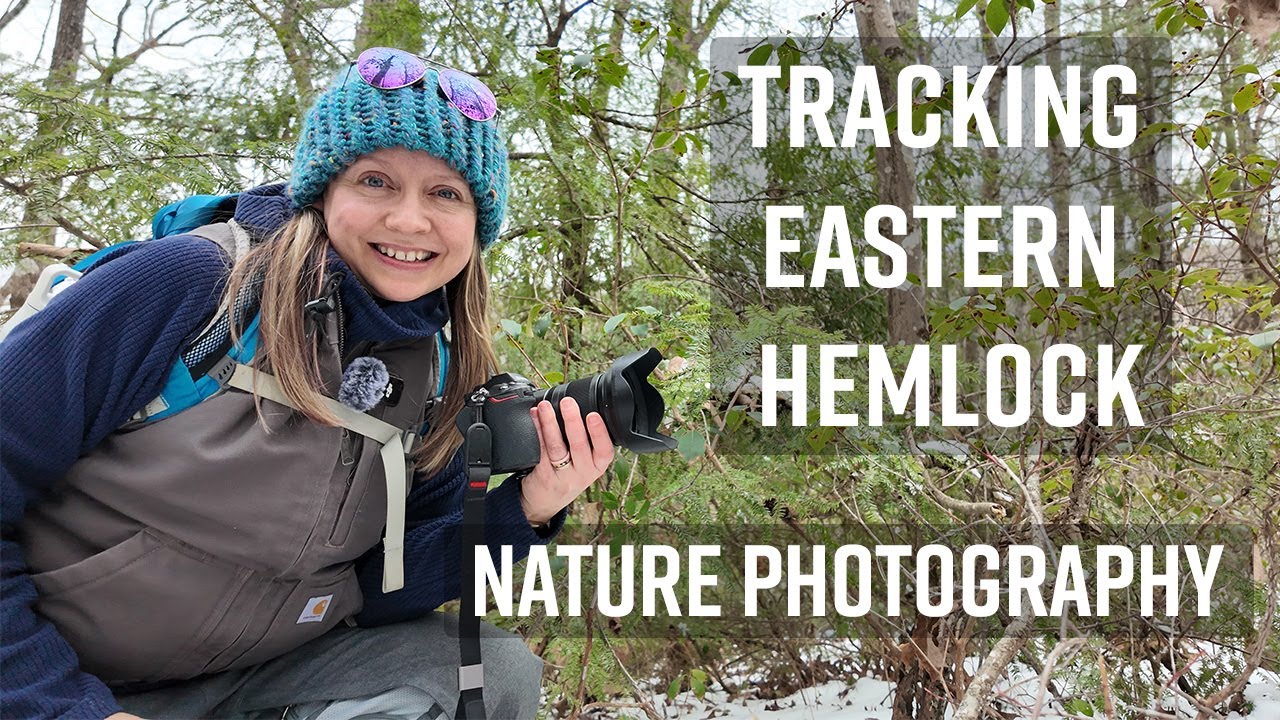 Nature Photography on the Appalachian Trail | Tracking Eastern Hemlock ...