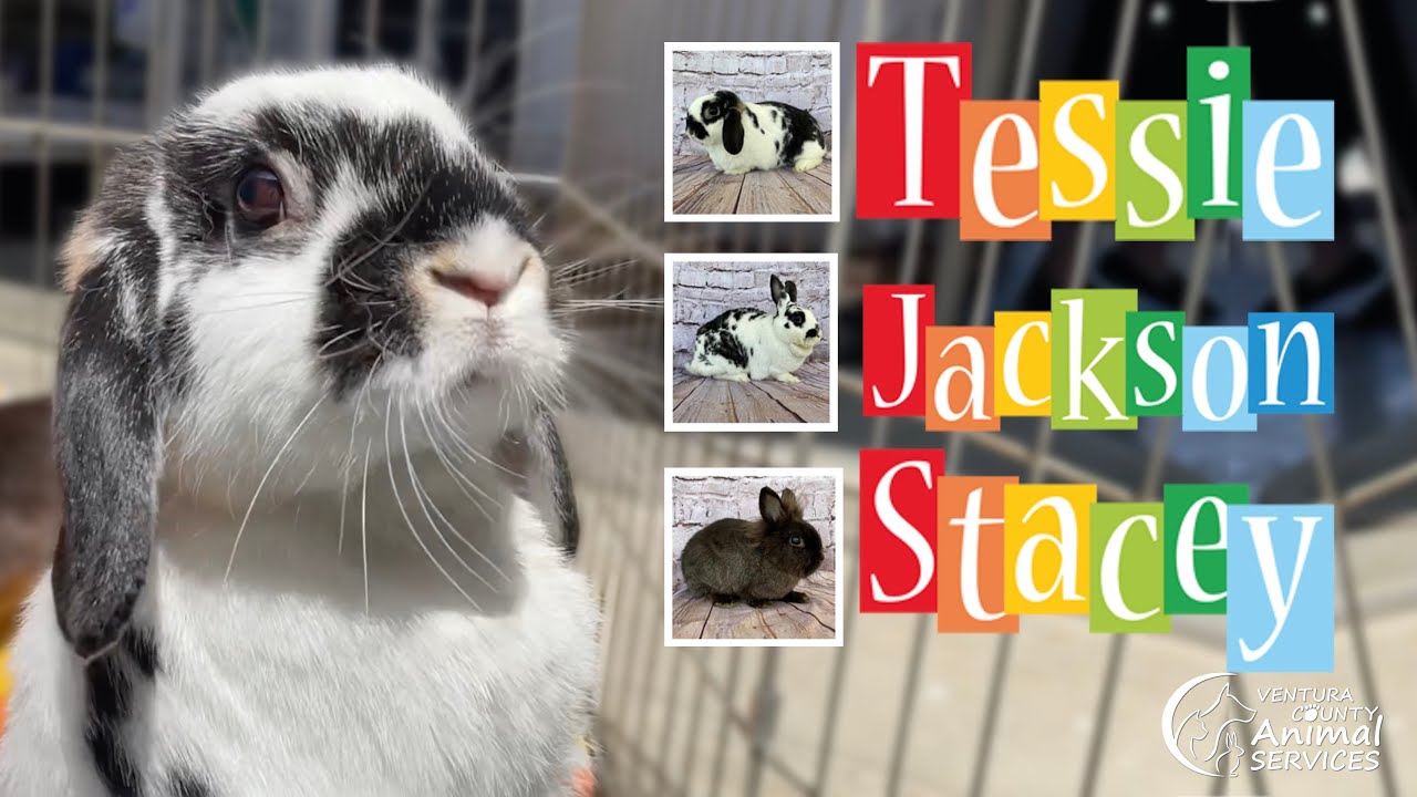 Jackson, Stacey & Tessie - YouTube