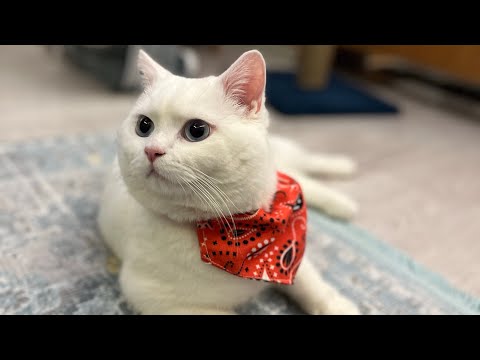 Scottishfold kedim Mia Britishshorthair ile çiftleşti #keşfet #cat #scottishfold #britishshorthair