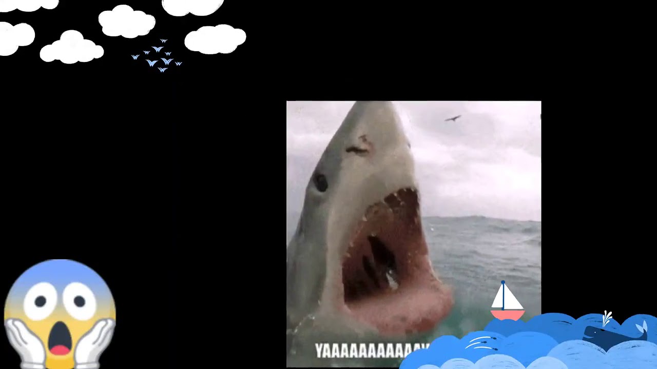 Shark Oh Oh - YouTube