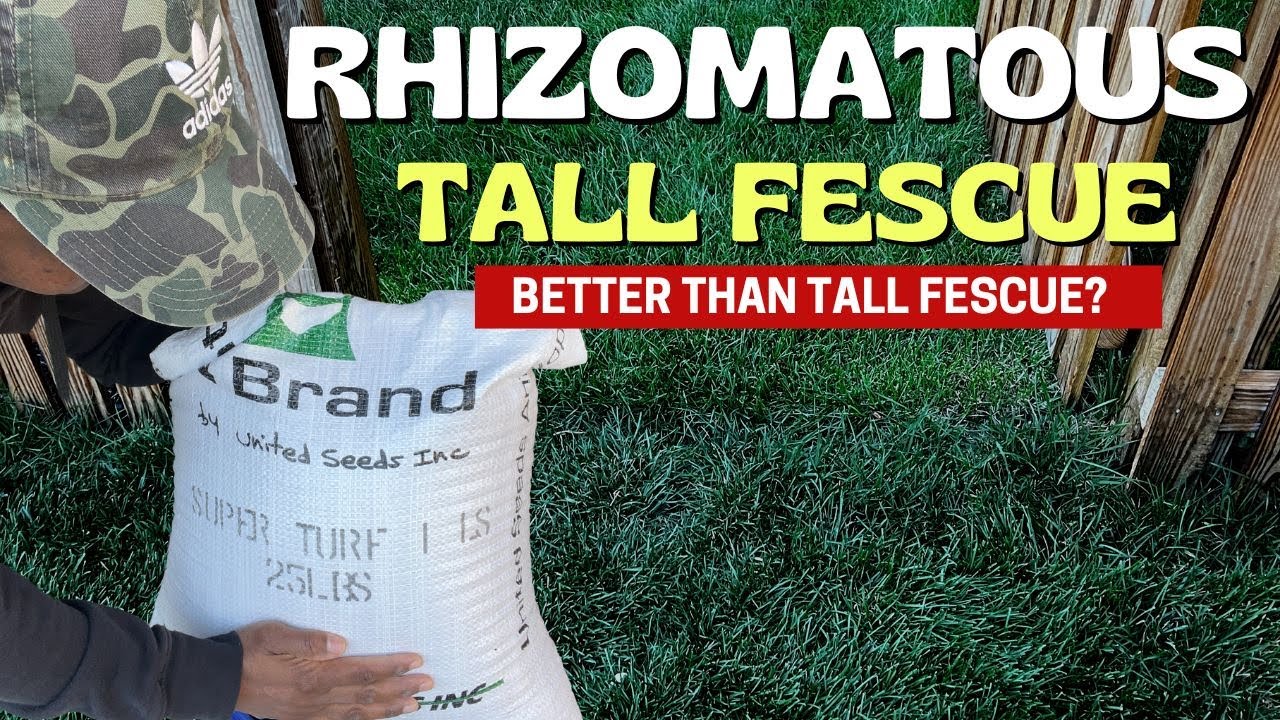 Rhizomatous Tall Fescue (RTF) - BETTER Than TTTF - YouTube