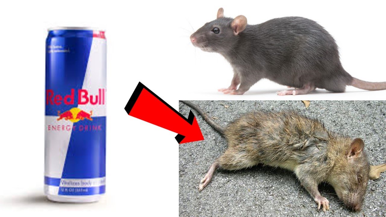 RED BULL MAGIC | How To Get Rid of Rats Within 10 minutes || Home ...