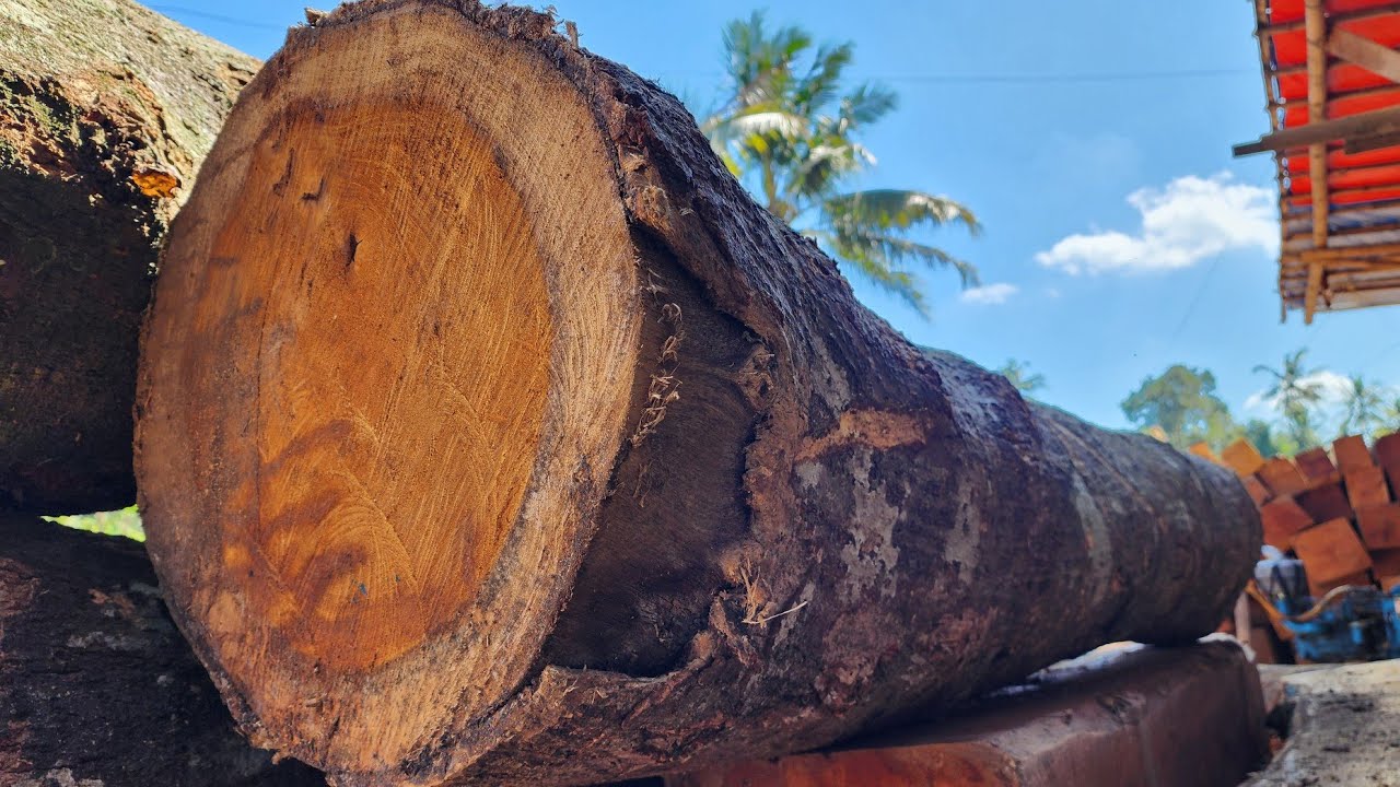This is the jackfruit wood at Sawmill factory - YouTube