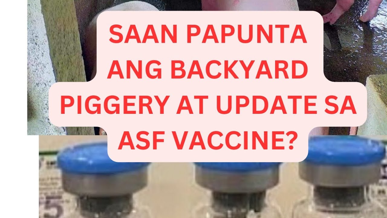 SAAN PATUNGO ANG BACKYARD PIGGERY NGAYUNG 2024 AT ANO ANG UPDATE SA ASF ...