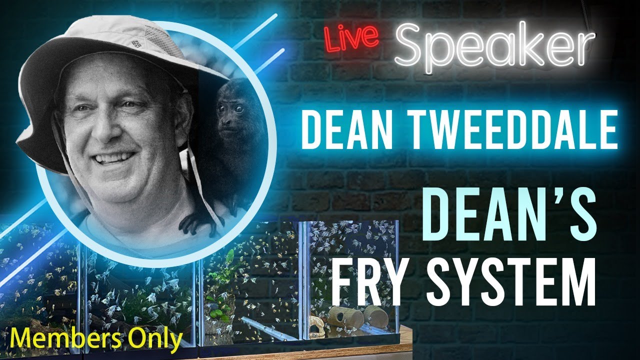 Aquarium Co-Op Club: Dean Tweeddale - DIY Fry System - YouTube