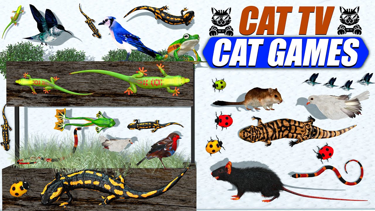 3D Cat TV - Ultimate Cat TV Mouse, Lizard, Bugs and Birds - Videos For ...