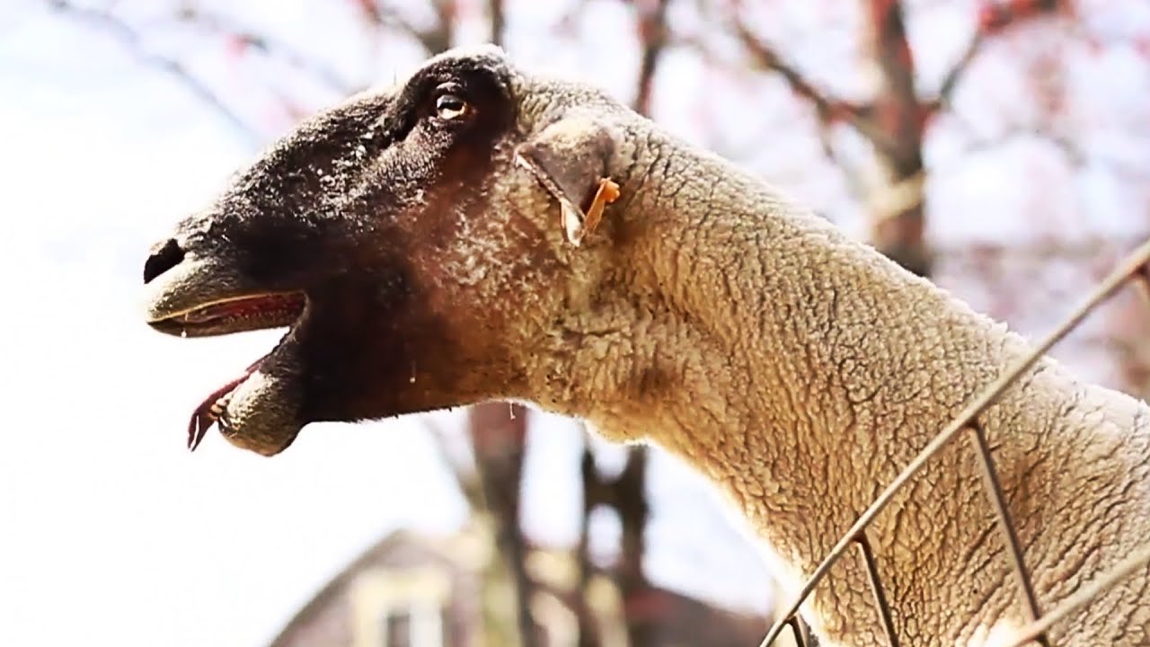 10 hours Of The Screaming Sheep - Sheep Screaming 10 Hours Loop - YouTube