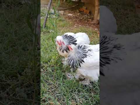 Saçlarını Taramışlar