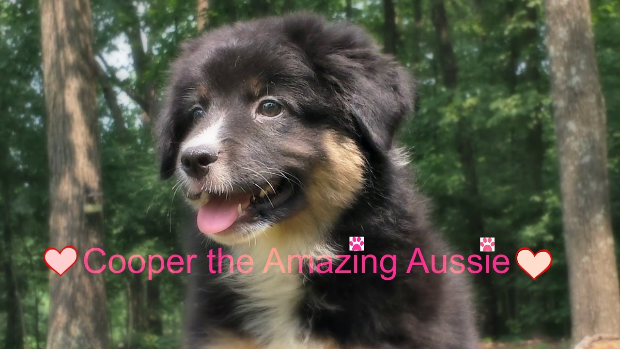 Incredible Aussie - YouTube