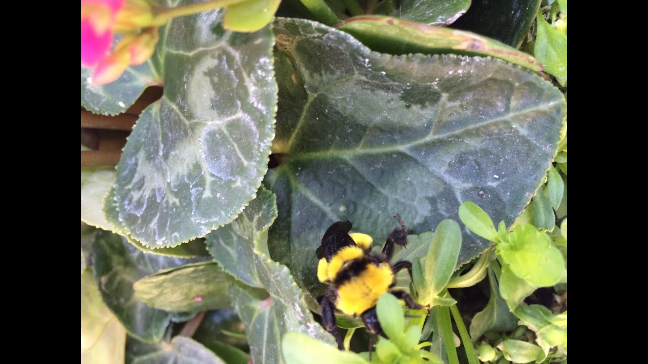 Dance of the mutated bumble bee - YouTube