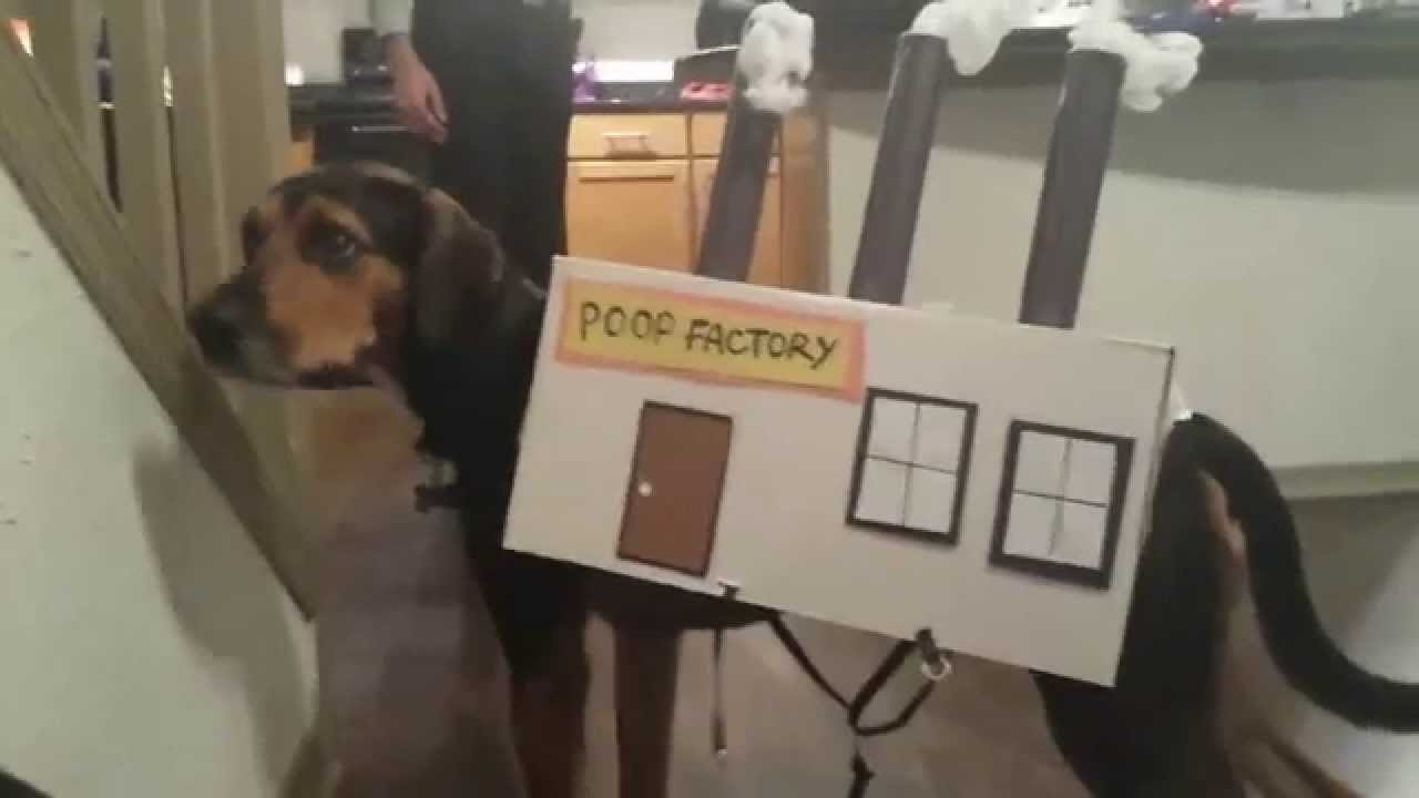 Poop Factory Dog - YouTube