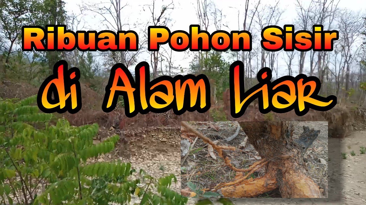 LADANG POHON SISIR DI ALAM LIAR UNTUK BONSAI - YouTube