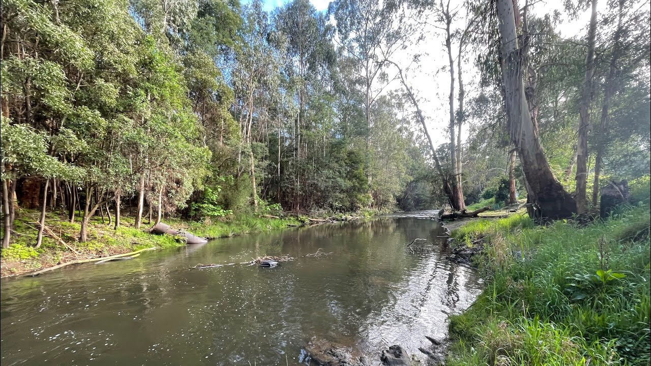 Red Hot Fly Fishing On The King Parrot Creek - YouTube
