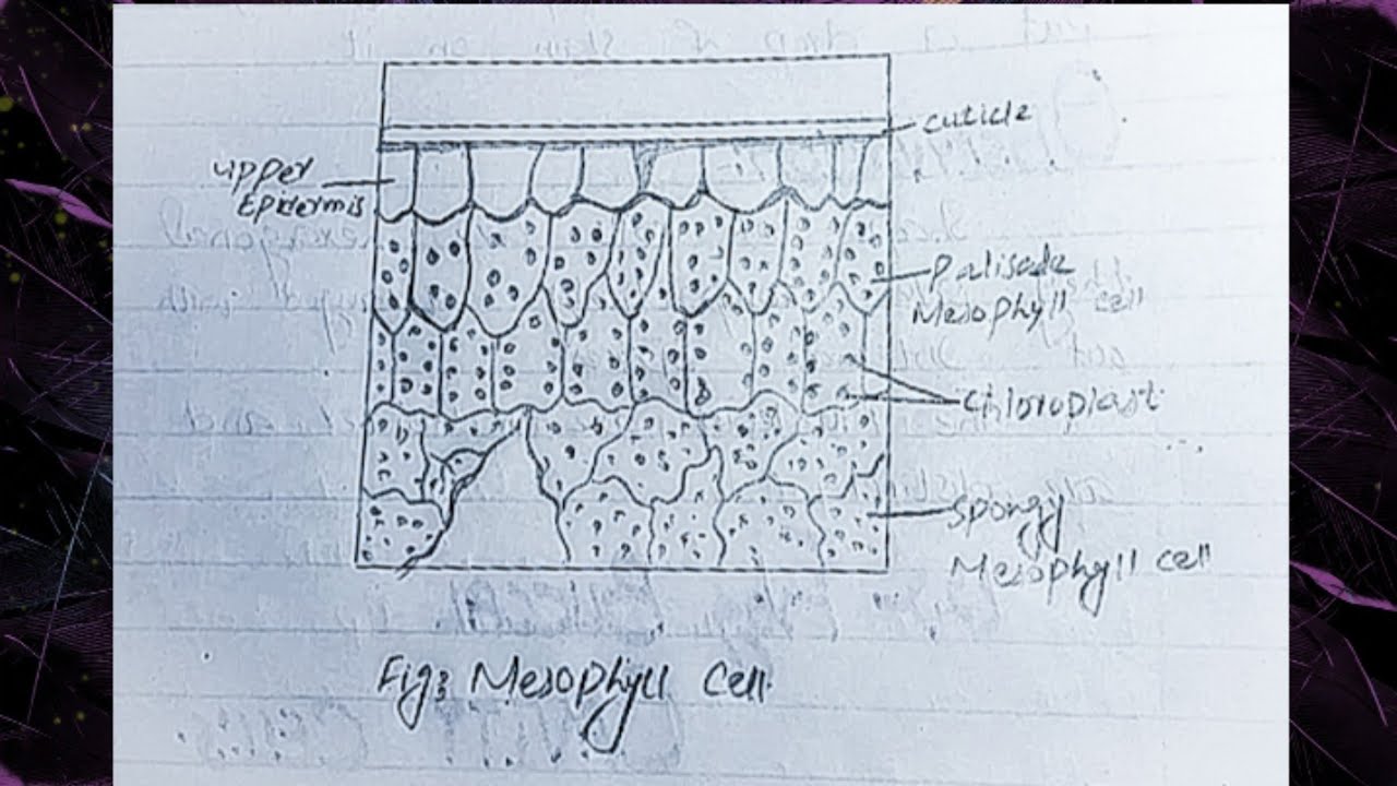 How to Draw Mesophyll Cell|Leave Cell anatomy Diagram|Kranz Anatomy ...