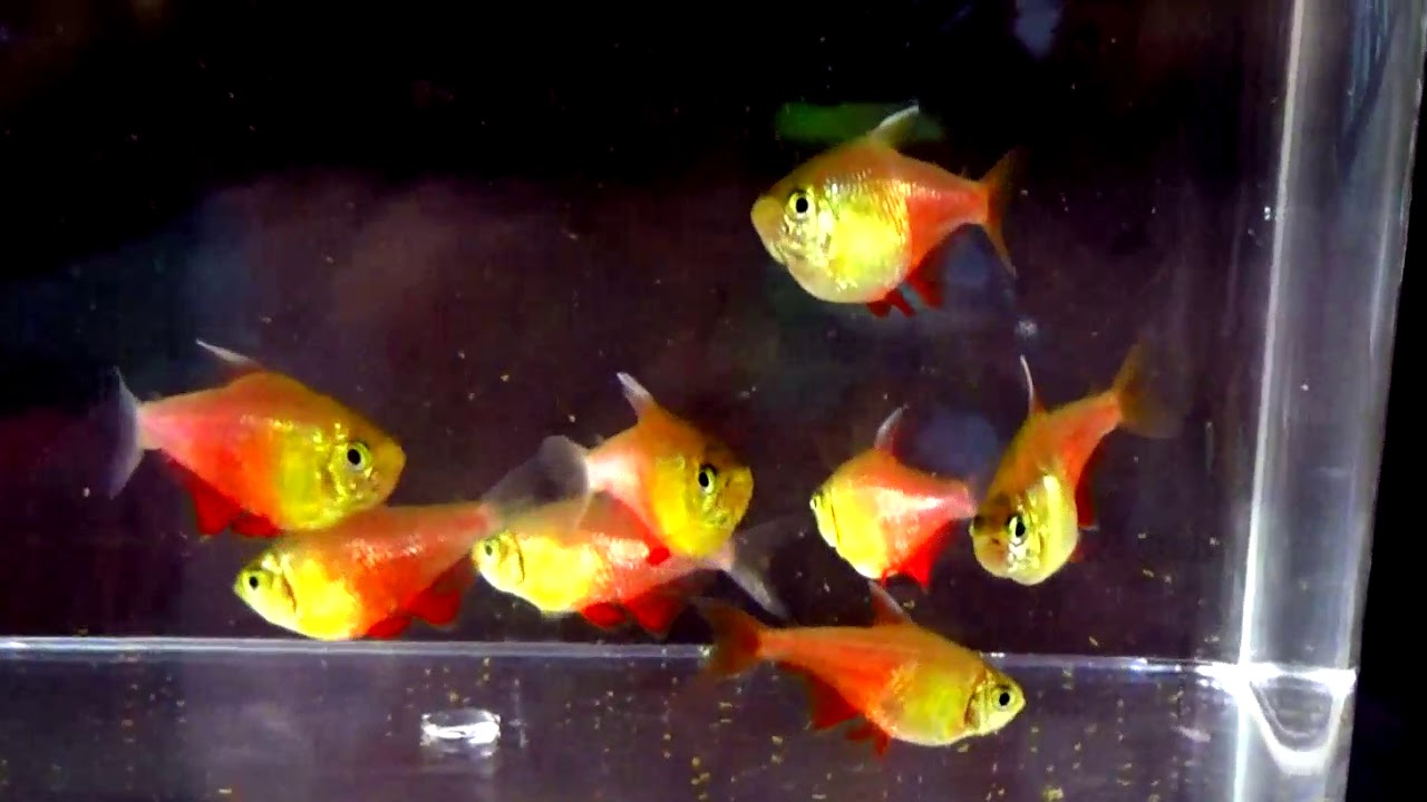 Orange Von Rio Tetra