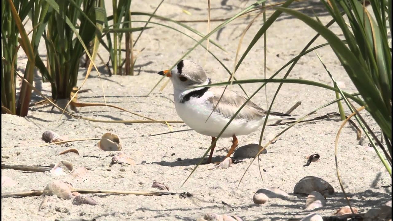 Piping Plover Nesting - YouTube