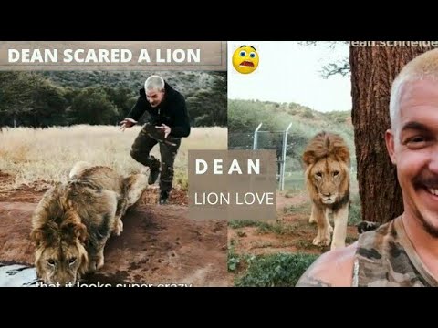 DEAN Schneider Scared LION || DEXTER is the favourite Lion of Dean ...
