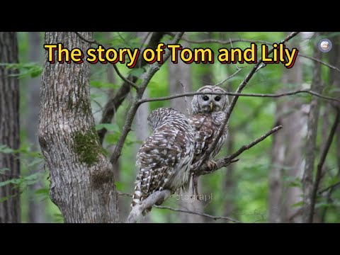 2021. The story of Tom and Lily #owl #birds #nature - YouTube