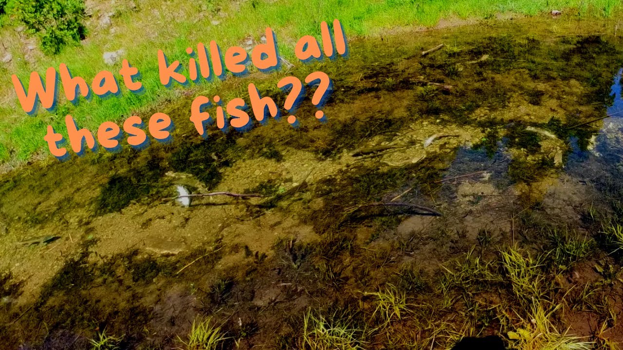 This hike went a little long: Dead fish, wildflowers and fantastic ...