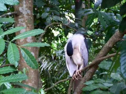 Yaboa Real (Nycticorax nycticorax) - Black-crowned Night Heron - YouTube