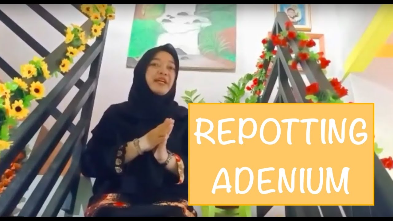 Repotting Adenium | Elvi Susanti Channel - YouTube