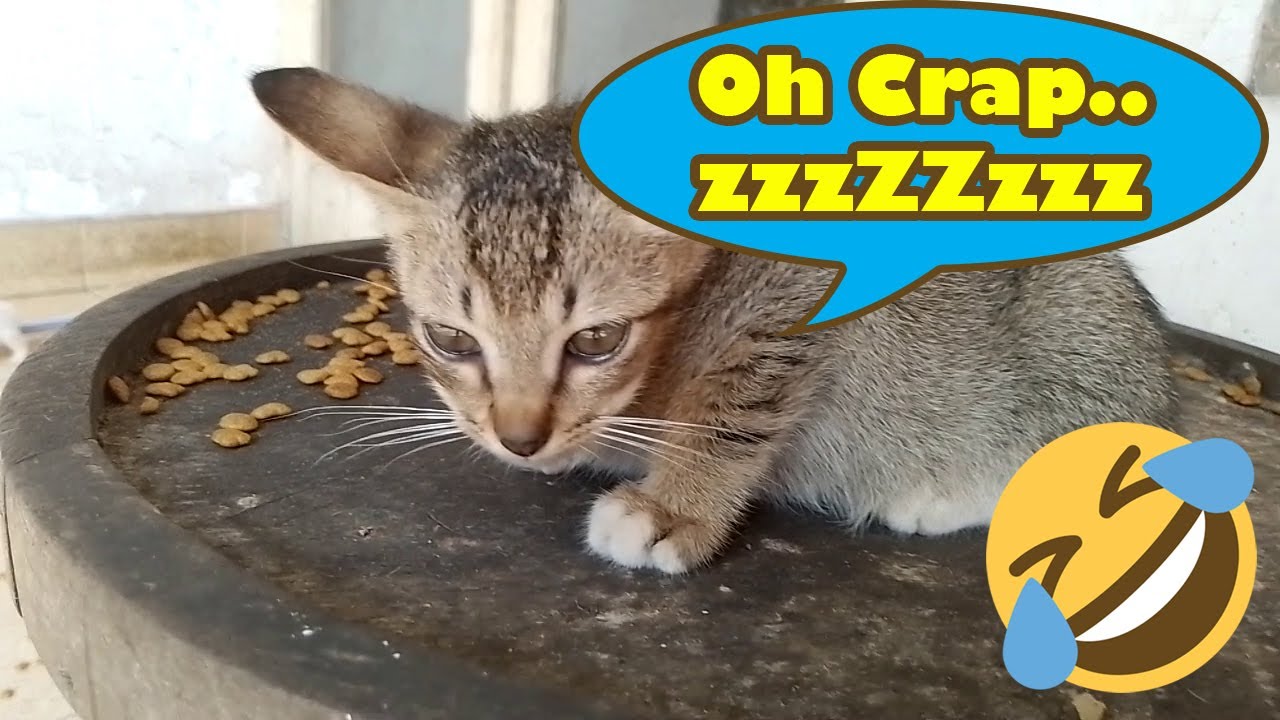 Funny Playful Kitten Keep Failing Every Time II CUTE CATS ASMR LOL ...