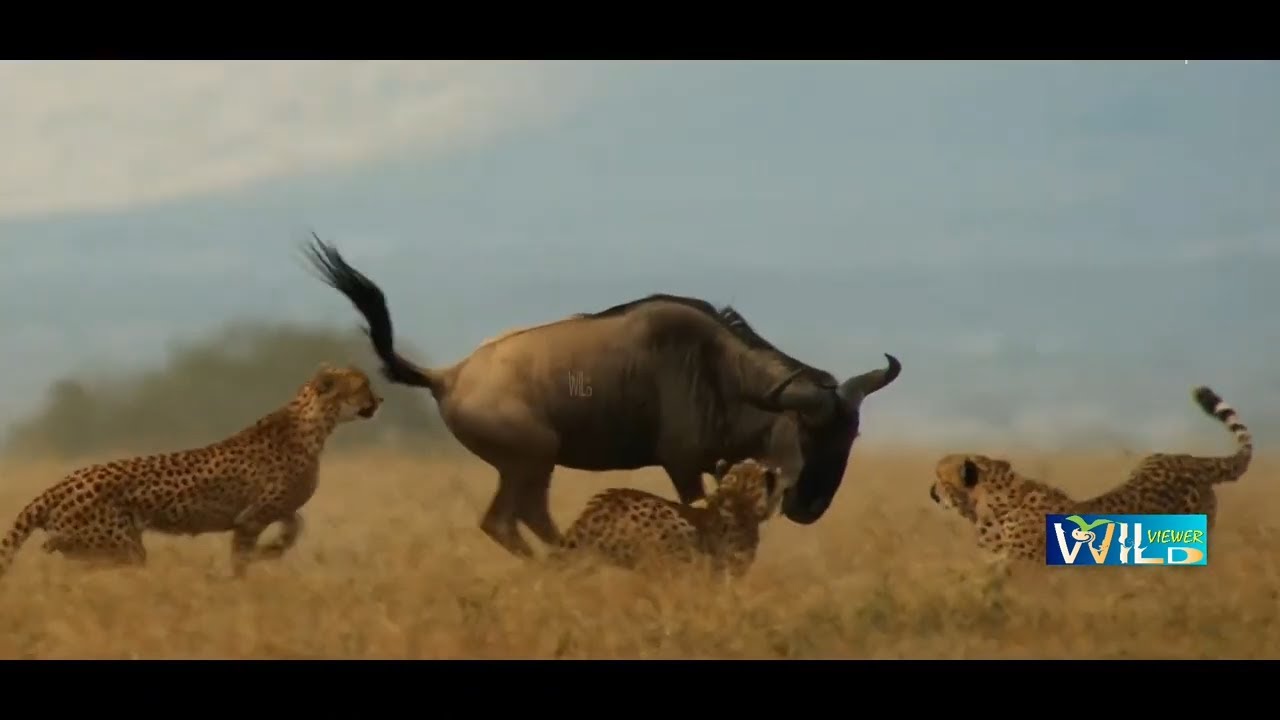 Who Will Win !!! The Epic Cheetah vs Wildebeest Battle !!! - YouTube