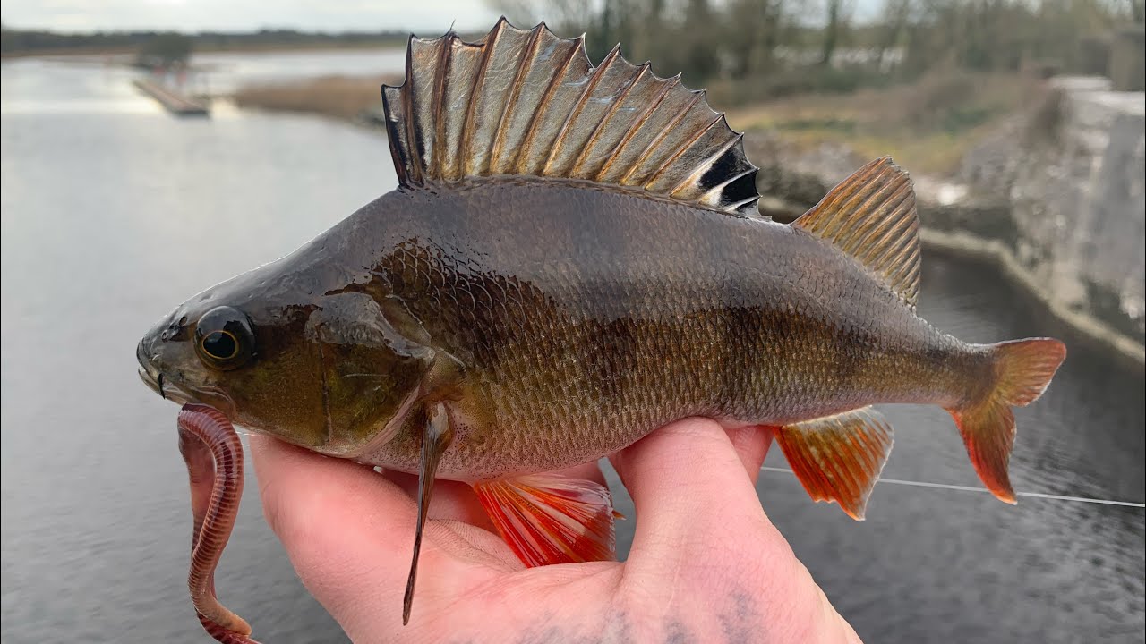 Dropshotting with WORMS for Perch! - YouTube