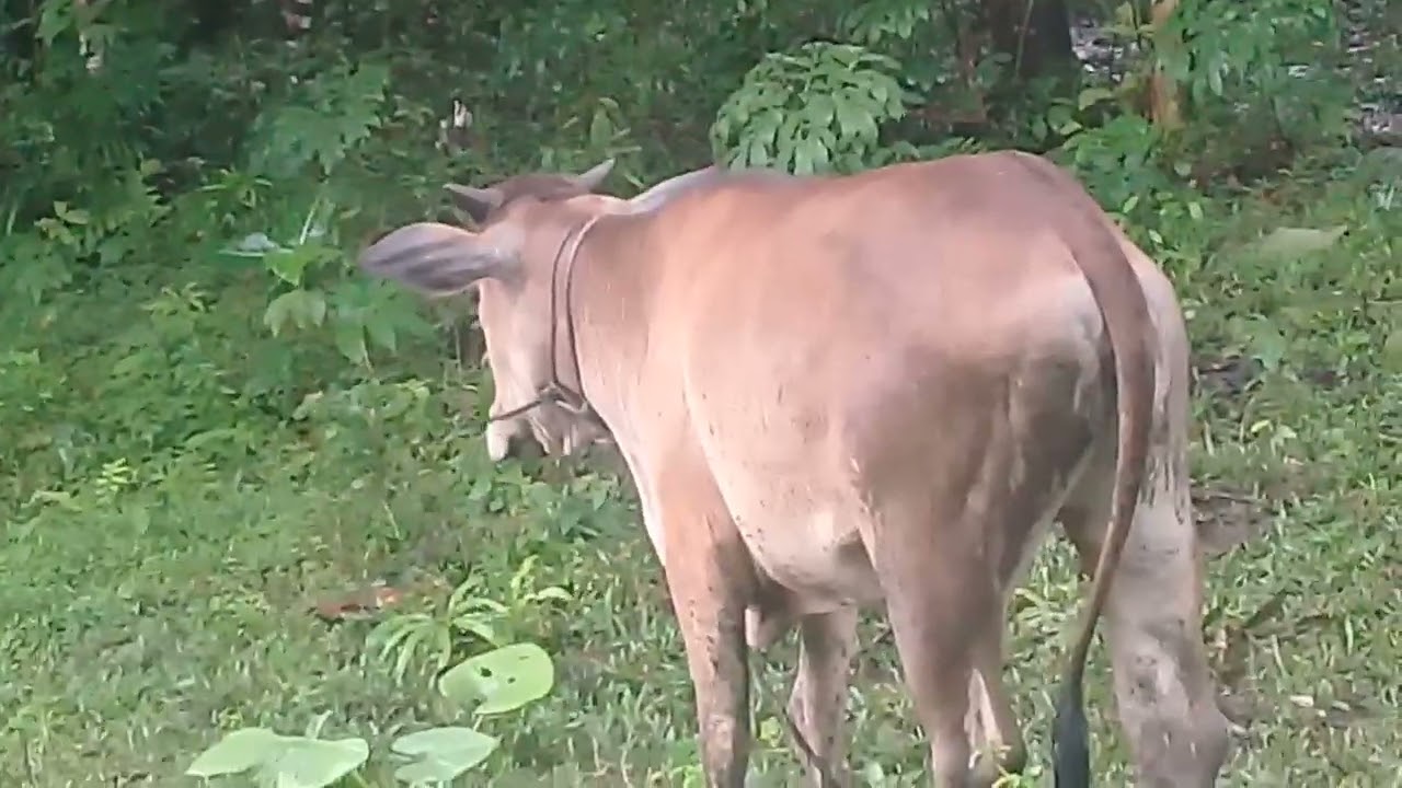 sapi di india jangan di sembeulih - YouTube