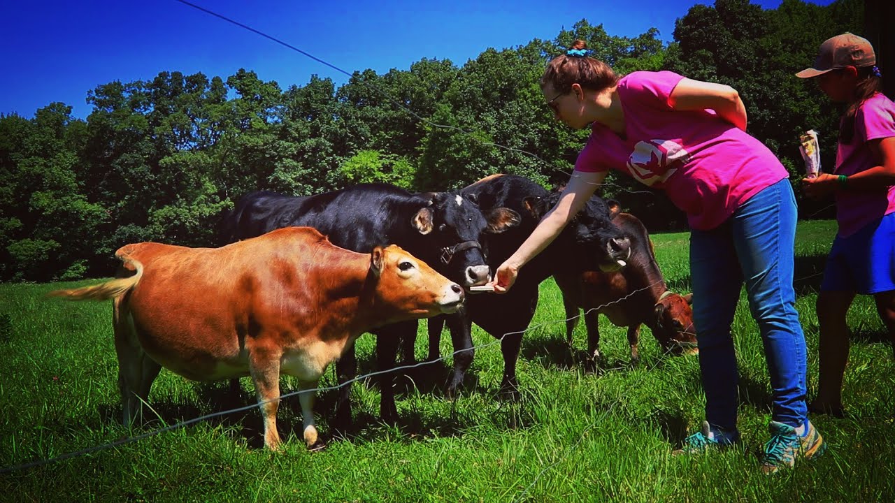 INCREDIBLY SMALL COWS (we just picked up one) - YouTube