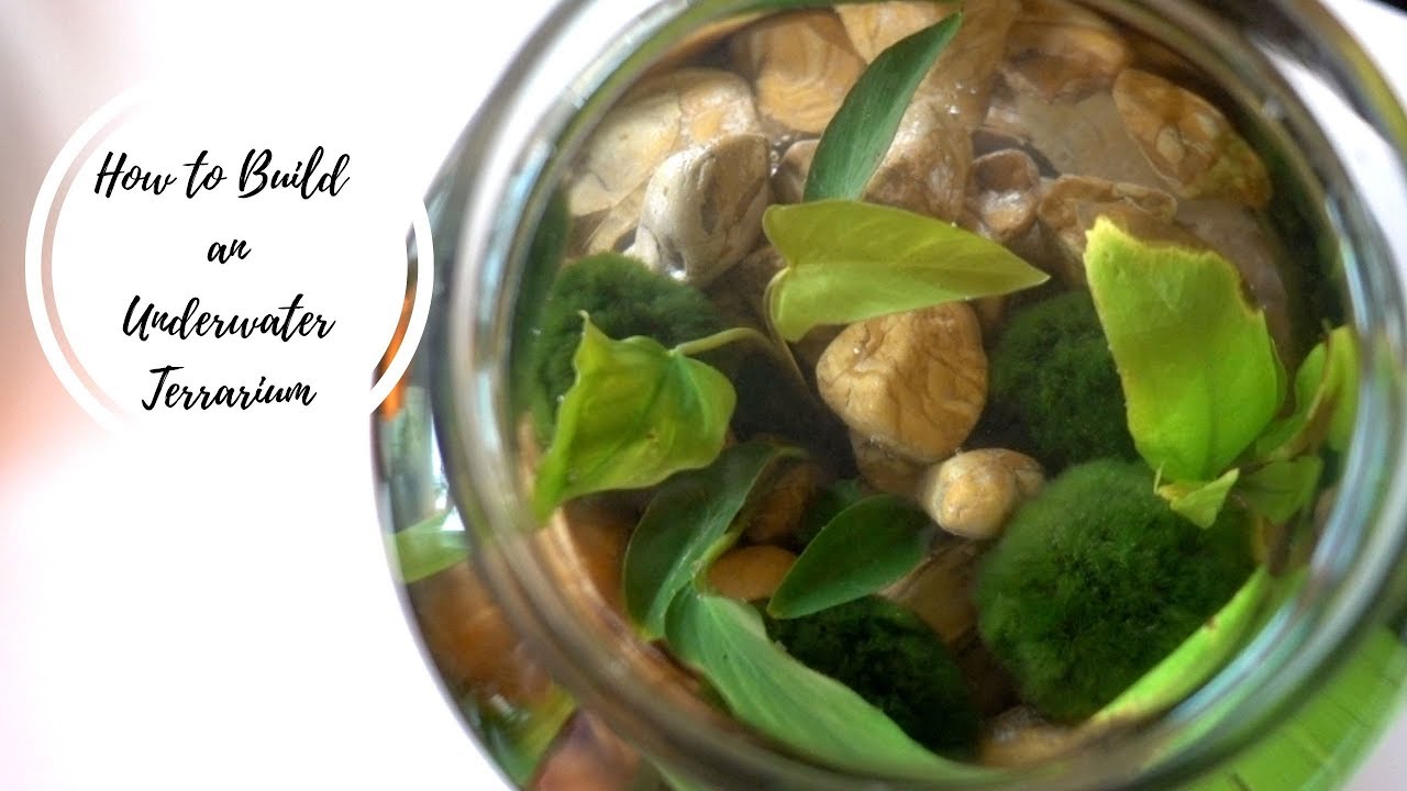 How to Build an Underwater Terrarium | with plants! - YouTube
