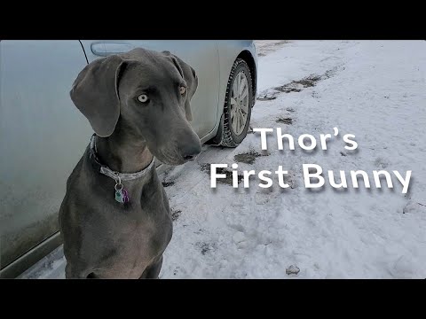 Thor's First Bunny - YouTube