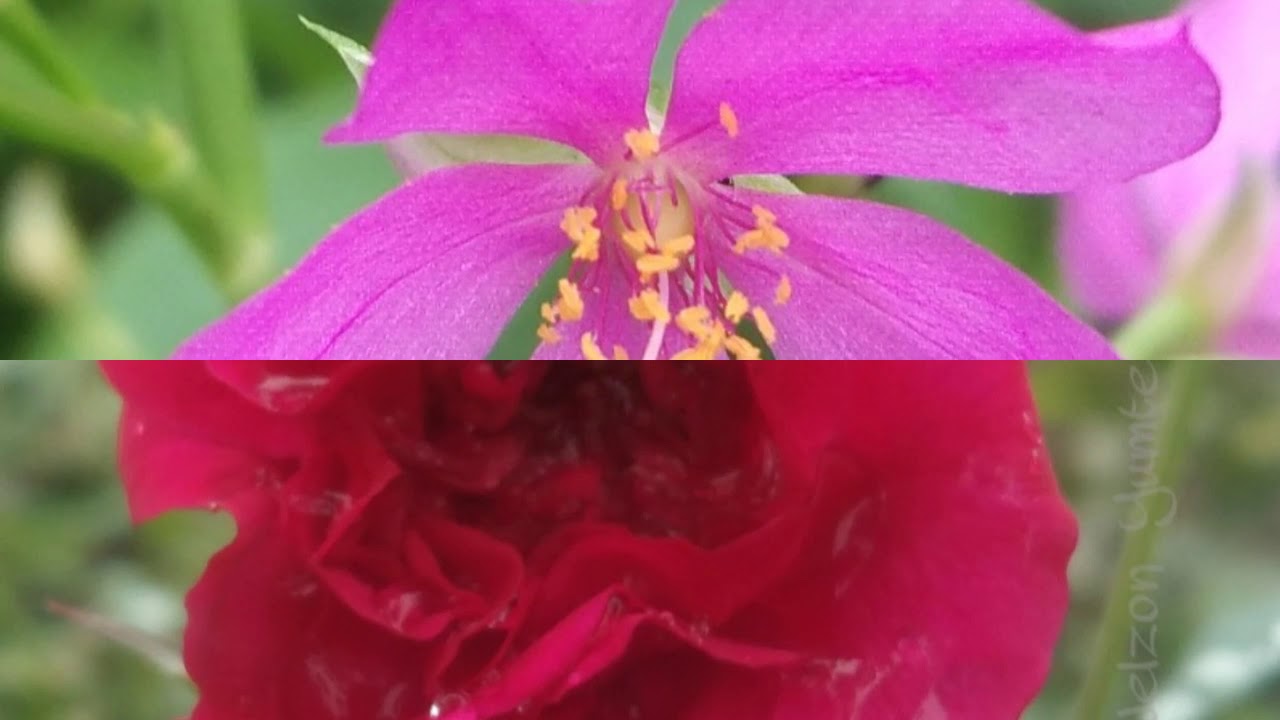 Simponi bunga di tepi jalan - YouTube