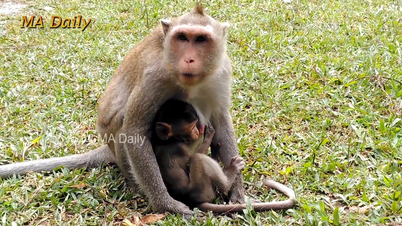 The Best Monkeys Meeting Funny Monkeys Meeting With Beautiful Girl ...