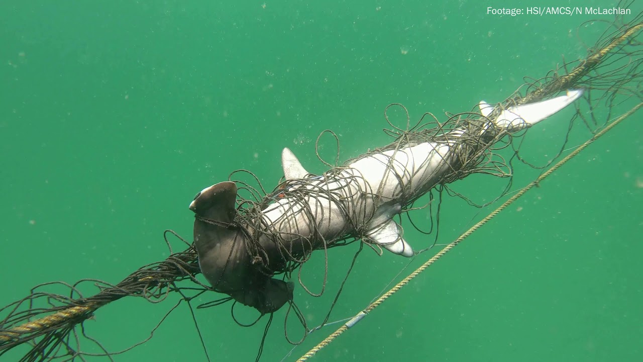 Endangered wildlife caught in shark net at Palm Beach, Sydney - YouTube