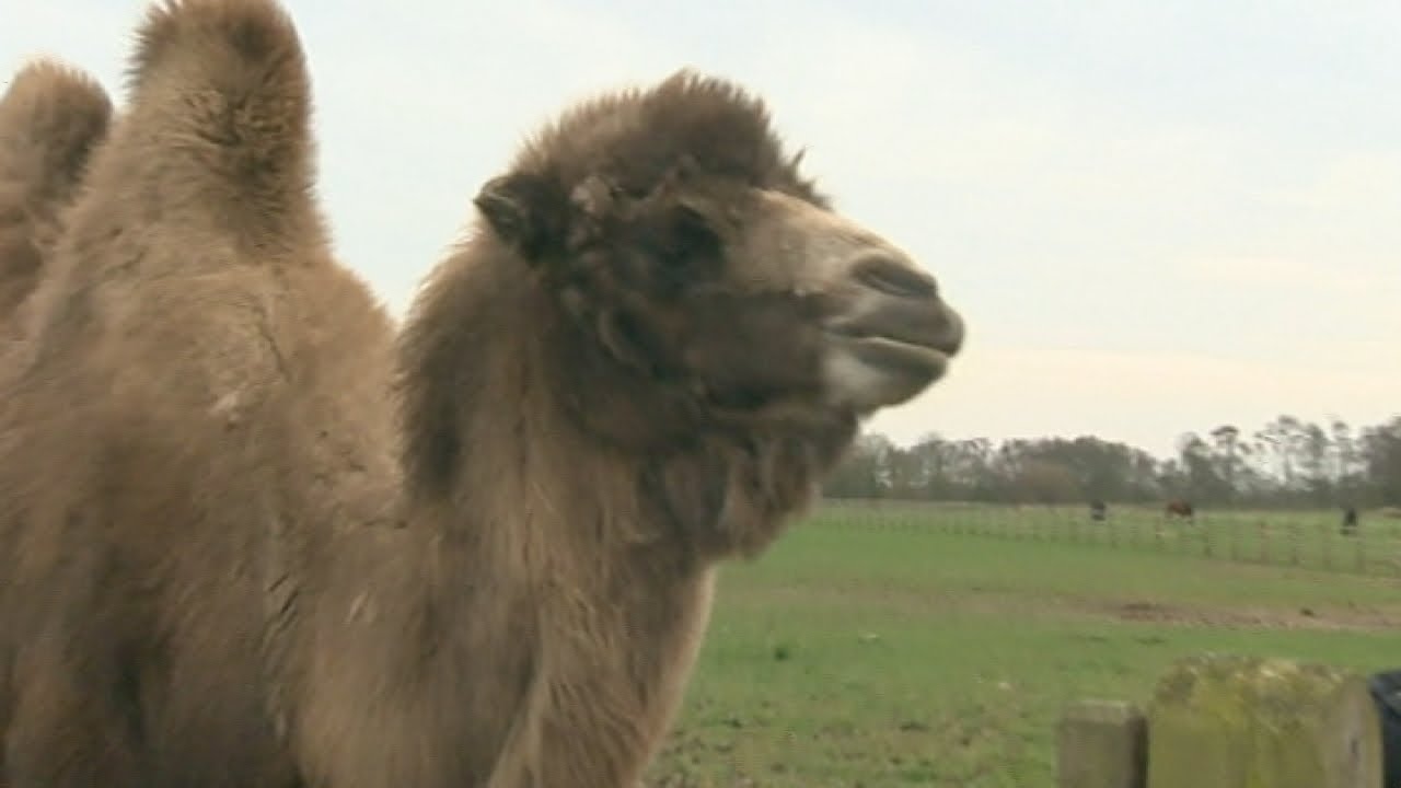 Jeffrey the camel enjoys drinking beer - YouTube