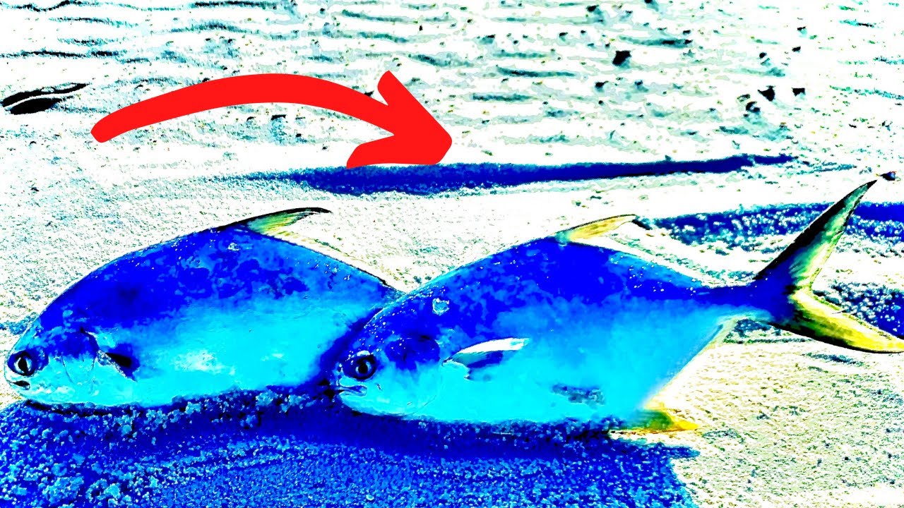 EARLY SPRING POMPANO RUN! SURF FISHING ORANGE BEACH, AL - YouTube