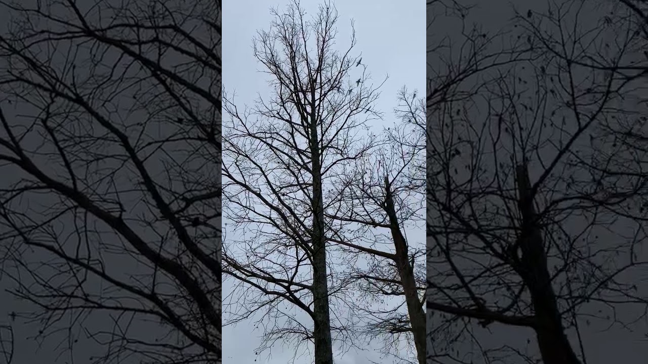 GameWay Farms...Tundra Swans coming in for a landing on Lake ...