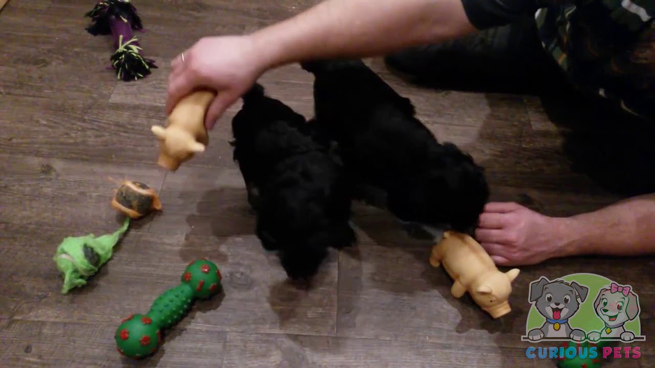 Black and phantom Cockapoo puppies exploring - YouTube