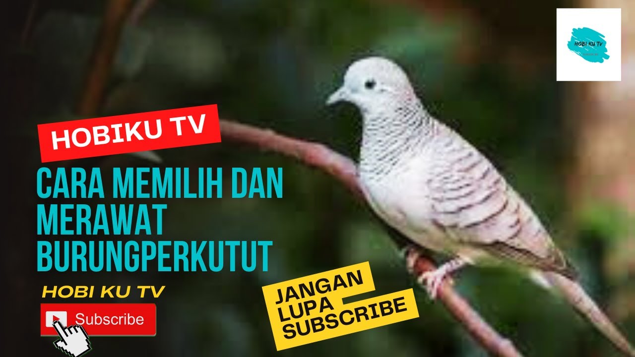 Cara memilih dan merawat burung perkutut #burung - YouTube