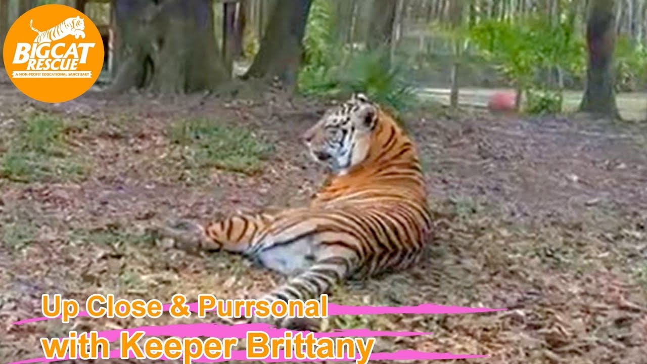 Big Cat Rescue LIVE Q&A with Brittany at Big Cat Rescue 03 29 2023 ...