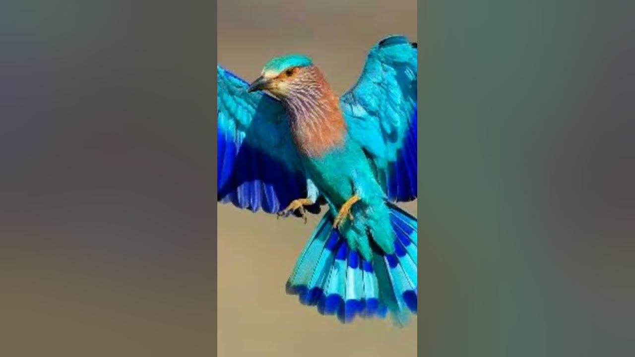 Very Auspicious to see Bird Neelkanth on Vijayadashami 🙏 - YouTube