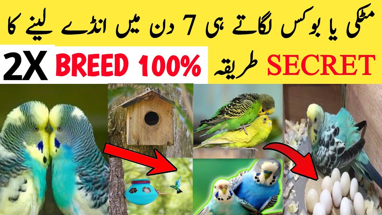 Breeding box lagany se phly ke tips|Box installation for birds|Budgies breeding season - YouTube