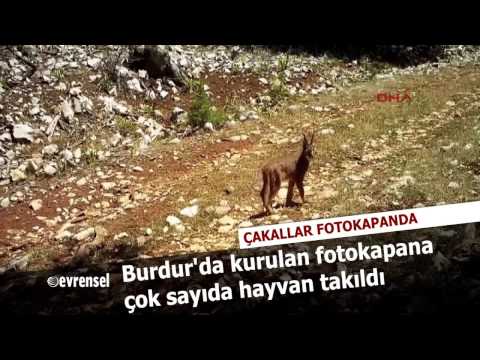 Çakalların dansı fotokapanda