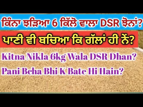 DSR Paddy Result | Seed 6Kg Per Acre | Yield/ਝਾੜ? - YouTube